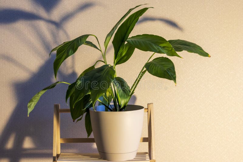 Indoor House Plant Casting Shadow Wall Behind Concept Stock Photos ...