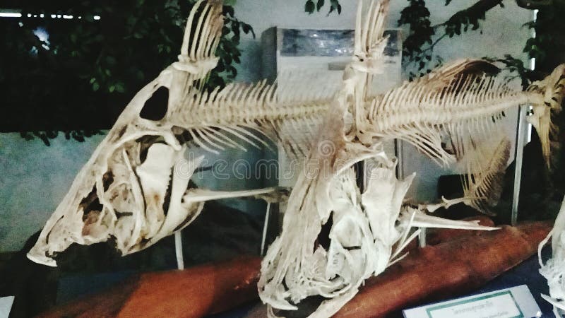 Fishbone stock photo. Image of noperson, fishbone, good - 120781266