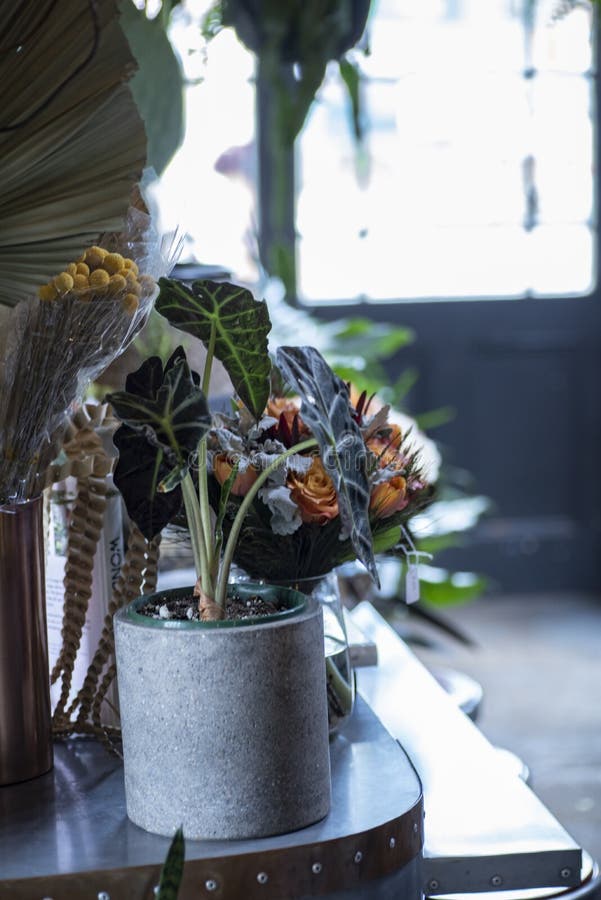 Indoor Ornamental Plant on a Counter Inside a House Stock Photo - Image ...