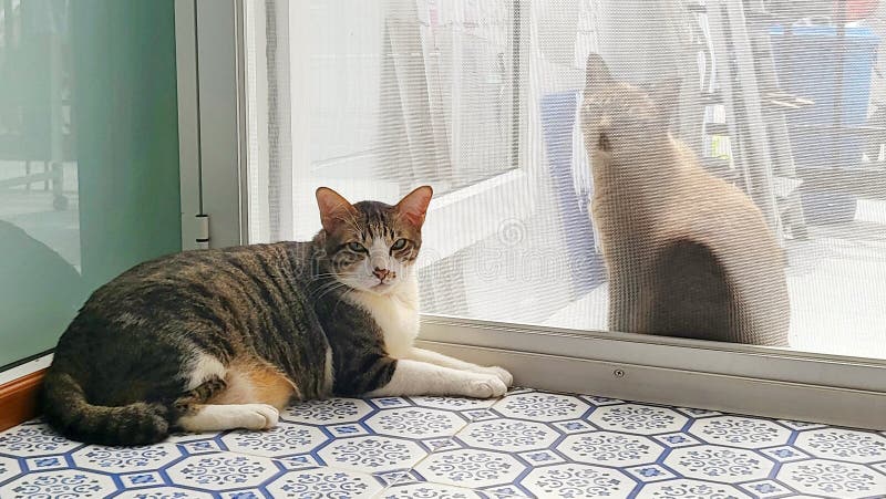 Indoor and Outdoor Cats are Friends. Stock Photo - Image of friends ...