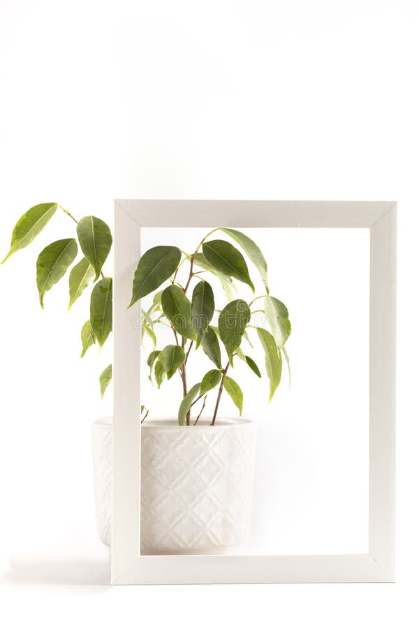 Indoor Plant Benjamin in White Pot on Awhite Background in Frame Stock ...