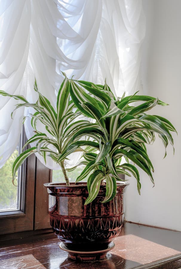 Indoor Plant Ceramic Pot Near Window White Curtain Stock Photos - Free ...