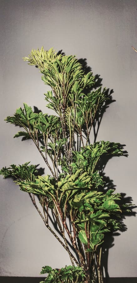 Indoor Plant in Flash Light Stock Photo - Image of flash, light: 133914756