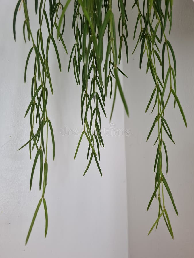 Indoor Plant Green Trailing Plant Stock Photo - Image of trailing ...