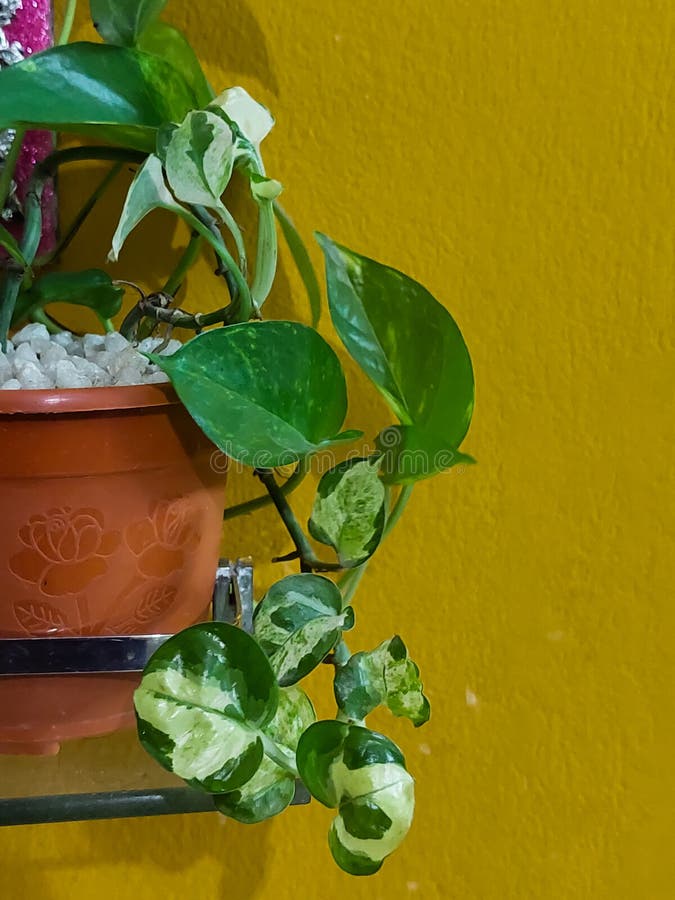 Indoor Plant Named Pathos is Placed in Front of Wall Mirror Stock Photo ...
