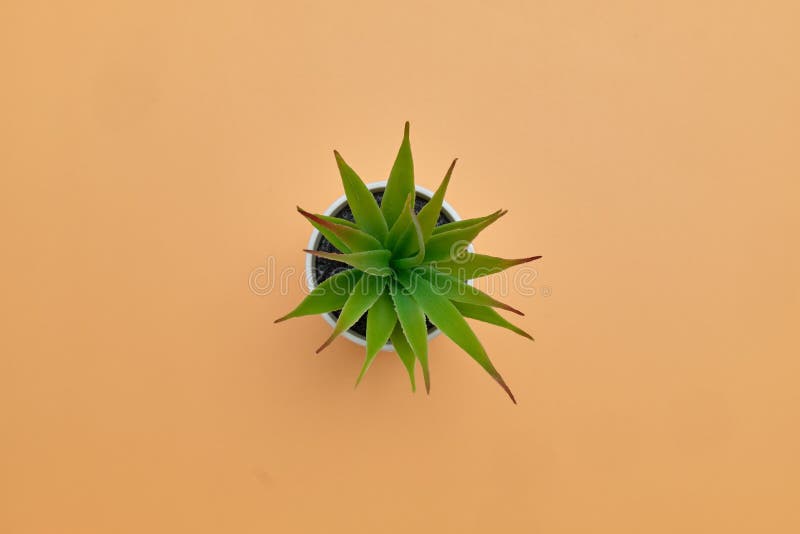 Indoor Plant on an Orange Table. Top View Stock Image - Image of life ...