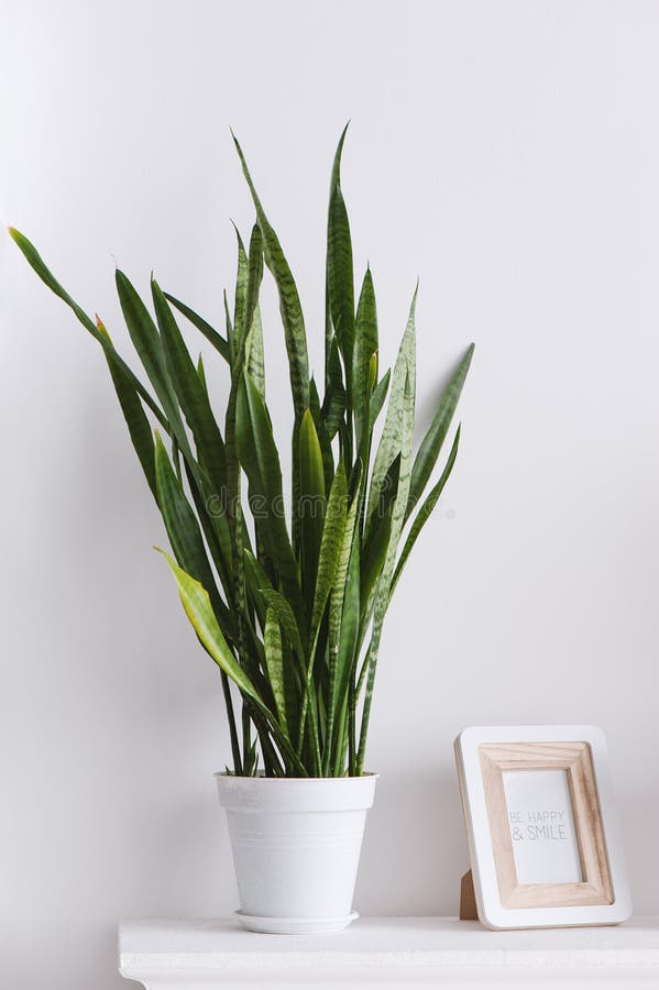 Indoor Plant and Photo Frame on White Shelf Stock Photo - Image of ...