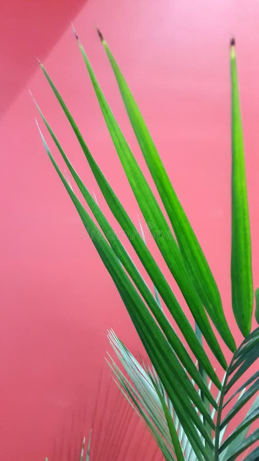 Indoor Plant on a Red Background. Green Leaves on a Red Background ...