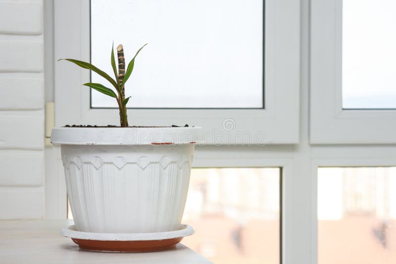 Indoor Plant Seedling in a Large Pot by the Window Stock Image - Image ...