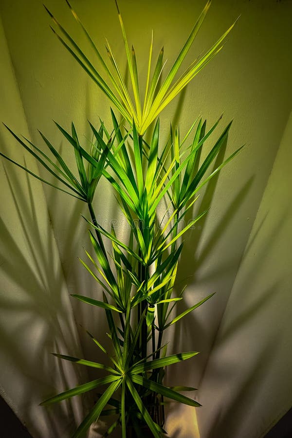 Green Leaves Papyrus Shadows Stock Photos - Free & Royalty-Free Stock ...