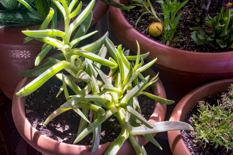 Indoor Plants in Flower Pots, Close-up Stock Image - Image of flower ...
