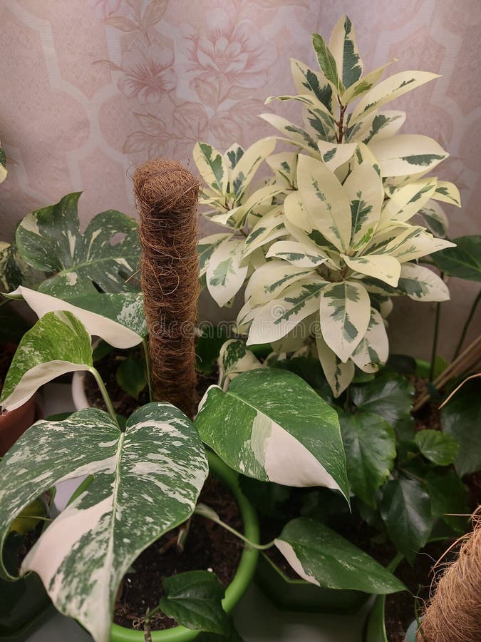 Indoor Plants: Monstera & Ficus Stock Photo - Image of ficus, indoor ...