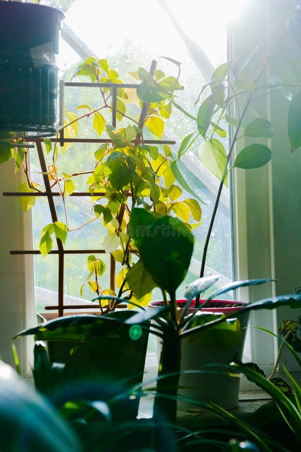Indoor plants on the window, with bright sunlight, sun rays, selective ...