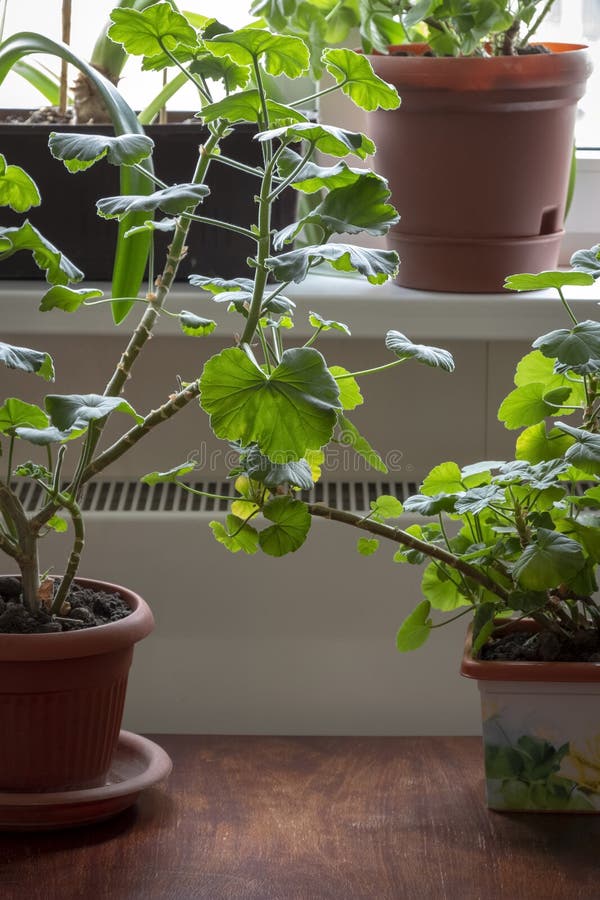 Indoor Plants on the Windowsill Stock Image - Image of flower, nature ...