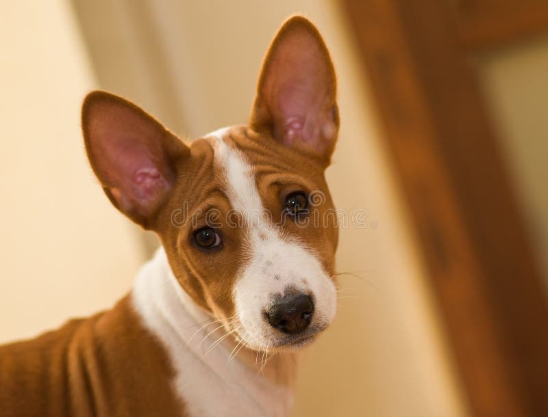 Basenji Head stock photo. Image of nose, short, pips, basenji - 824674