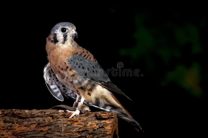 Indoor Portrait of a Kestral. Stock Photo - Image of animal, sharp ...