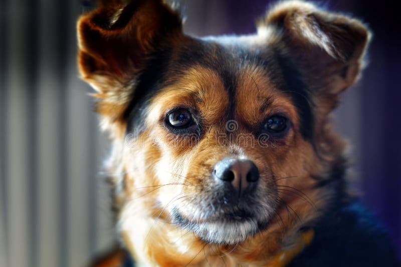 Indoor Portrait of My Half Breed Dog Stock Photo - Image of mammal ...