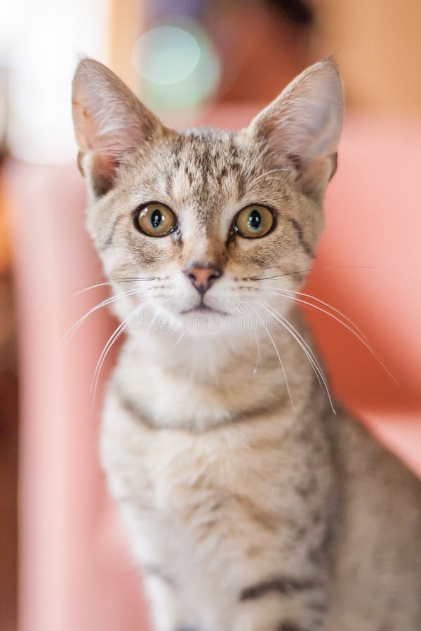 Indoor Portrait of a Tabby Kitty Stock Image - Image of indoors ...