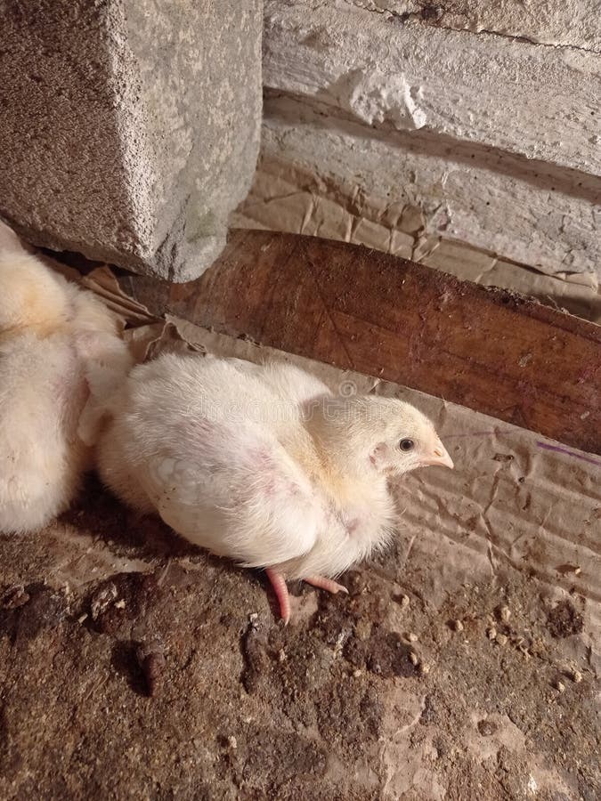 Indoor Poultry Farm, Feeding Chickens, Stock Photo - Image of indoor ...