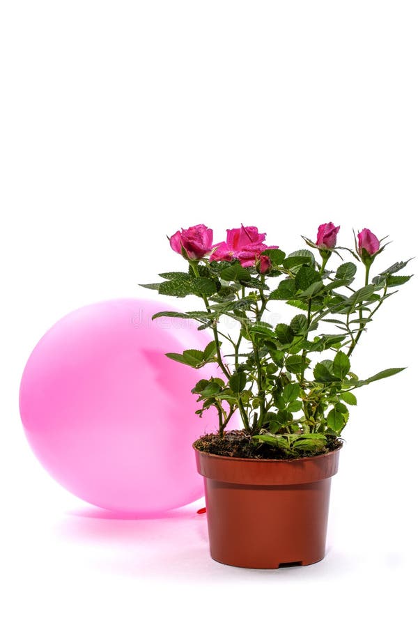Indoor Rose Bush in a Pot with a Balloon Stock Image - Image of group ...