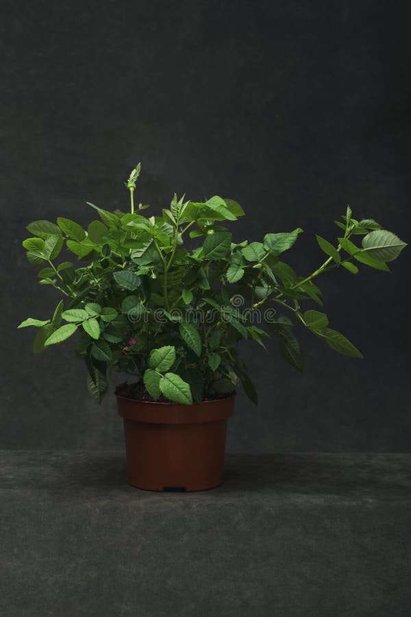 Indoor Rose Bush in a Pot on a Dark Background Stock Photo - Image of ...