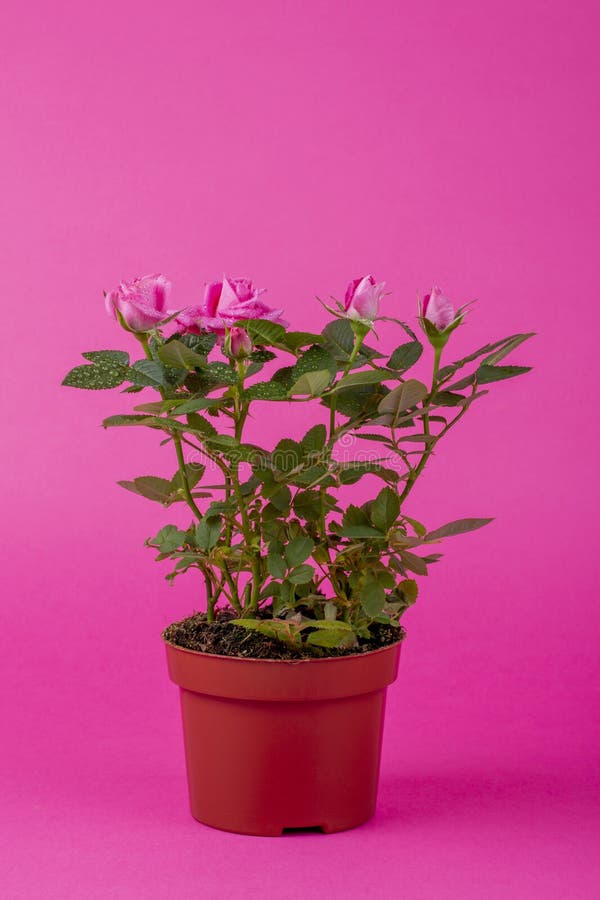 Indoor Rose Bush in a Pot on a Pink Background Stock Image - Image of ...