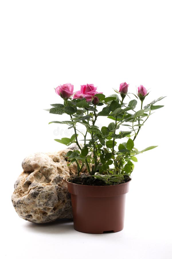 Indoor Rose Bush in a Pot on a Stone on a White Background Stock Photo ...