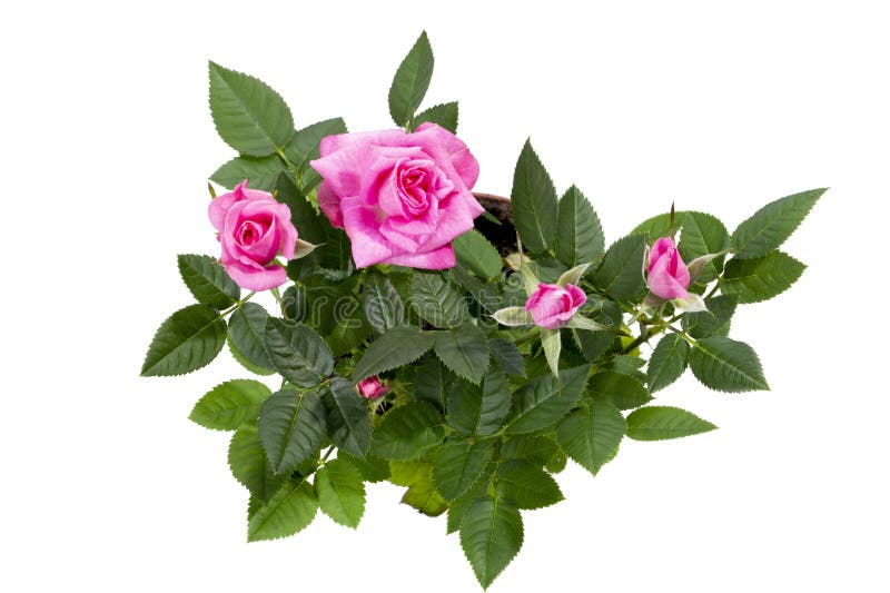 Indoor Rose Bush in a Pot on a White Background Stock Photo - Image of ...