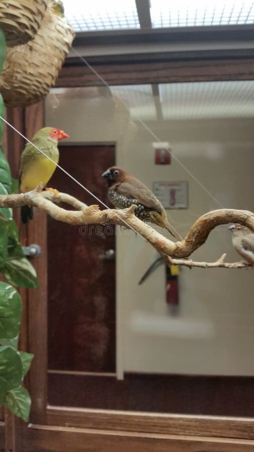 Indoor small Bird Avery editorial stock photo. Image of avery - 72216248