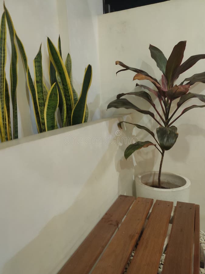 Indoor Tree Ideas Aesthetic Decorations Stock Image - Image of design ...