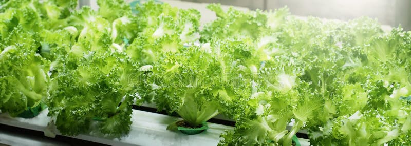 Indoor Vertical Farm Use New Technology of Seeding Plants on Vertical ...