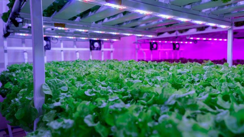 Indoor Vertical Hydroponic Vegetable Farm. Stock Image - Image of ...