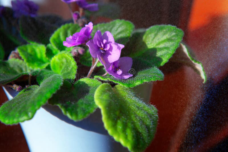 Indoor violet flowers stock photo. Image of floral, colorful - 179906666