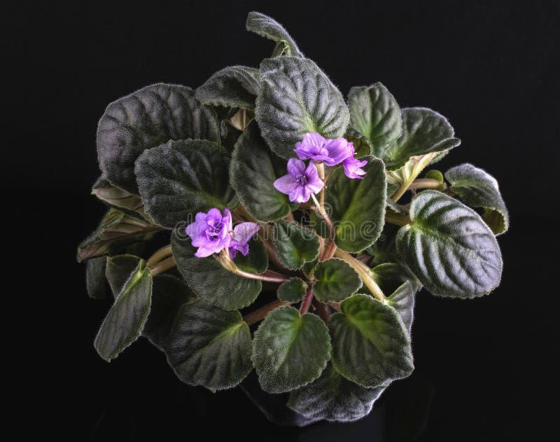 Indoor Violet Growing in a Pot on a Black Background in Bright Light ...