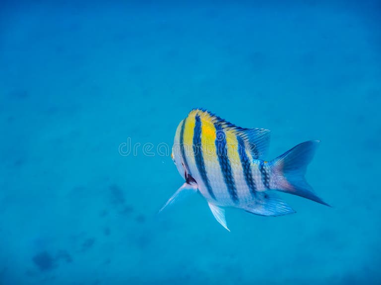 Indopazific Sergeant Fish from Behind in the Blue Sea Stock Image ...