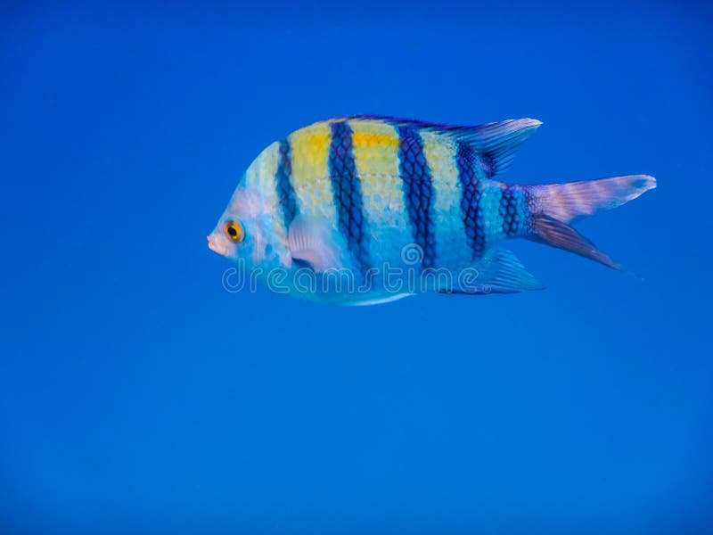 Indopazific Sergeant Fish from the Side in Deep Blue Seawater Stock ...