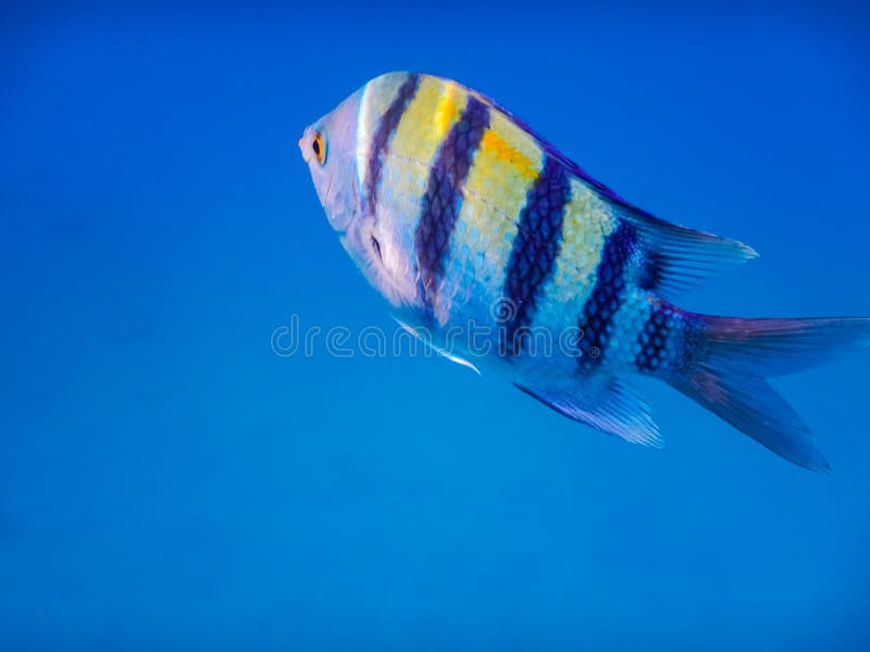 Indopazific Sergeant Fish Swimming in Deep Blue Water in Egypt Stock ...