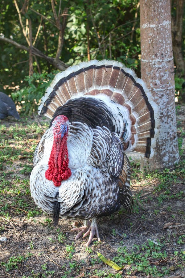 Indor zdjęcie stock. Obraz złożonej z zbliżenie, domowy - 35828004