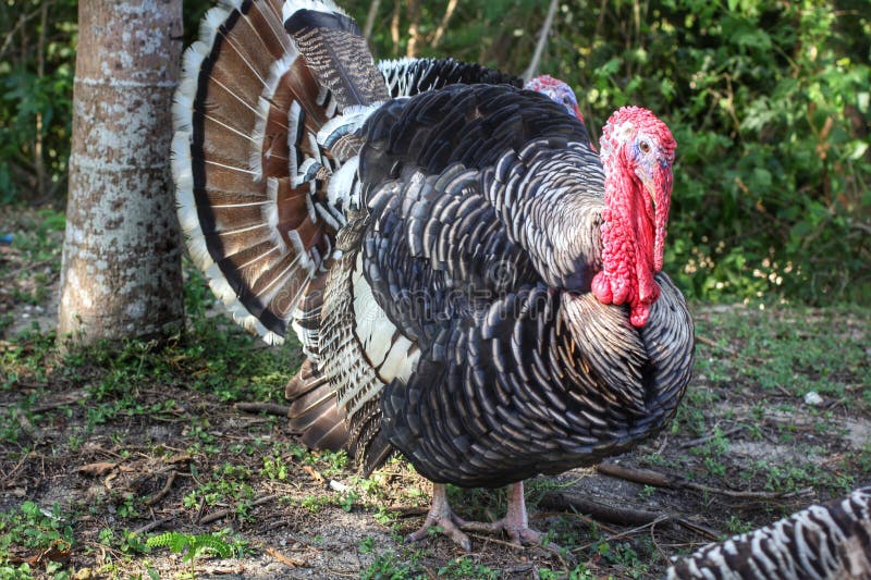 Indor zdjęcie stock. Obraz złożonej z zbliżenie, domowy - 35828004