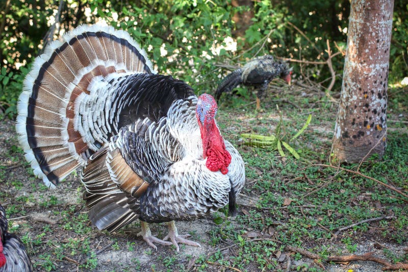 Indor zdjęcie stock. Obraz złożonej z zbliżenie, domowy - 35828004