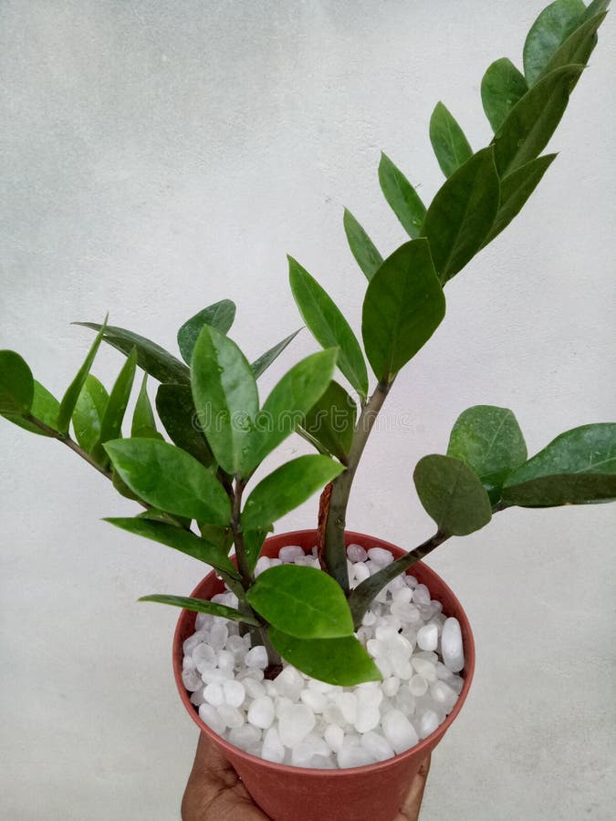 Indor plant stock photo. Image of plant, green, indor - 123835772