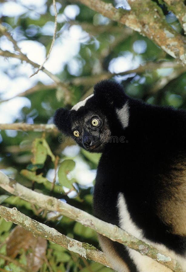 INDRI indri indri stock image. Image of mammal, outdoor - 173820615