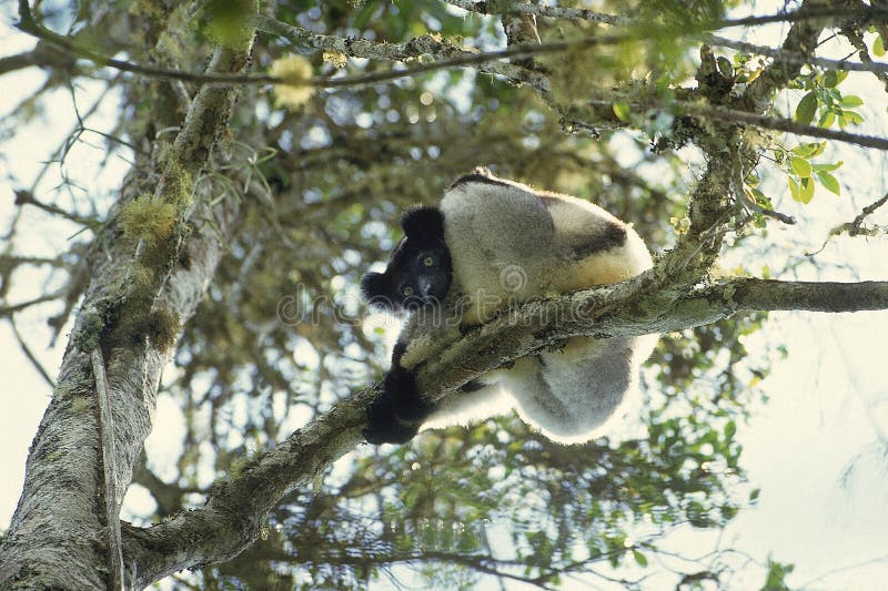 Indri, Indri Indri, Adult Standing in Tree, Madagascar Stock Image ...