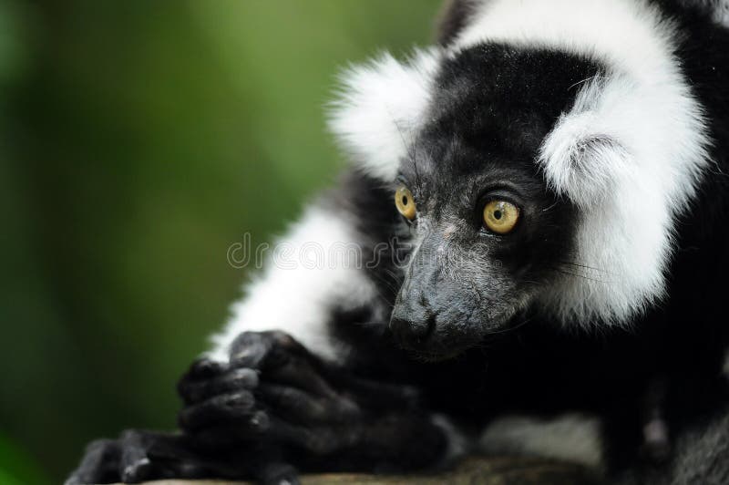 Indri stock image. Image of nature, madagascar, black - 89396763