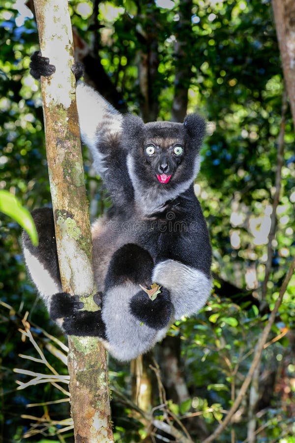 Indri Indri stock image. Image of nature, look, africa - 7991079