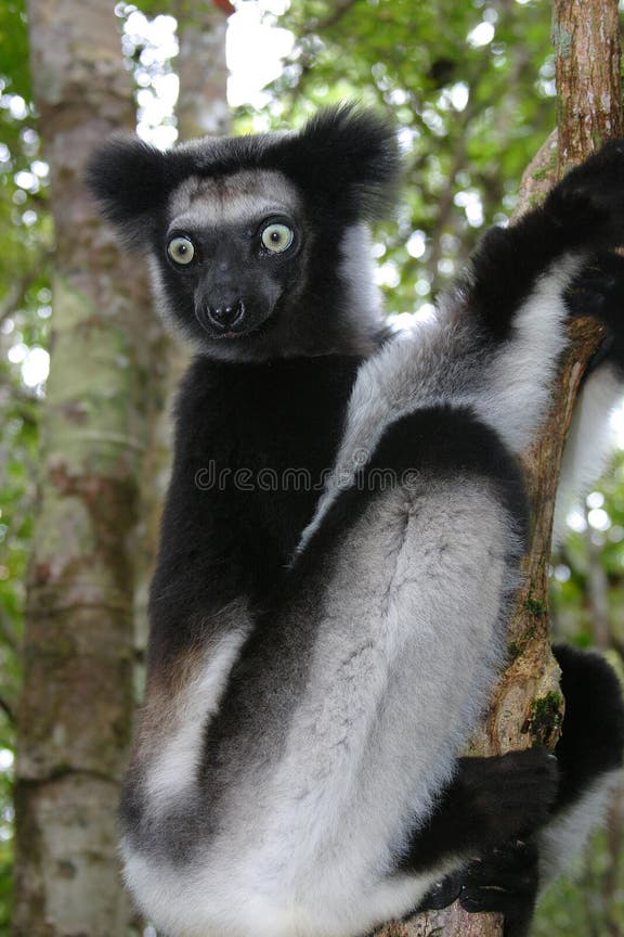 Indri indri stock image. Image of travel, africa, endangered - 310673