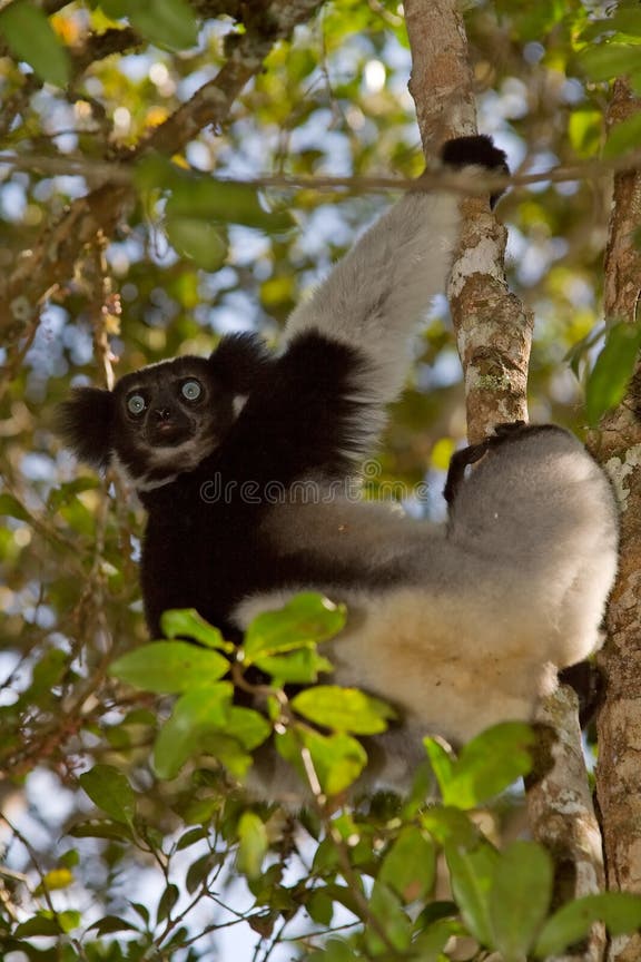 Indri Indri stock photo. Image of indridae, rain, vulnerable - 7991122