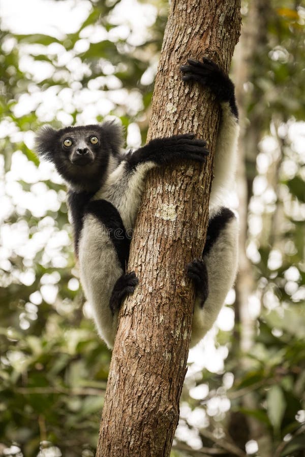 The Indri, Indri Indri, Madagascar in Nature Stock Photo - Image of ...