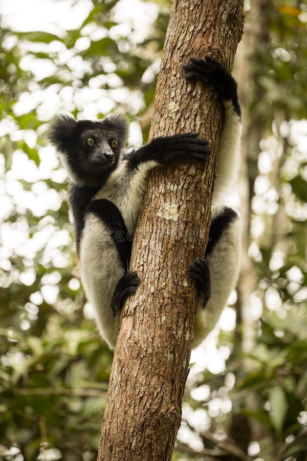 The Indri, Indri Indri, Madagascar in Nature Stock Image - Image of ...