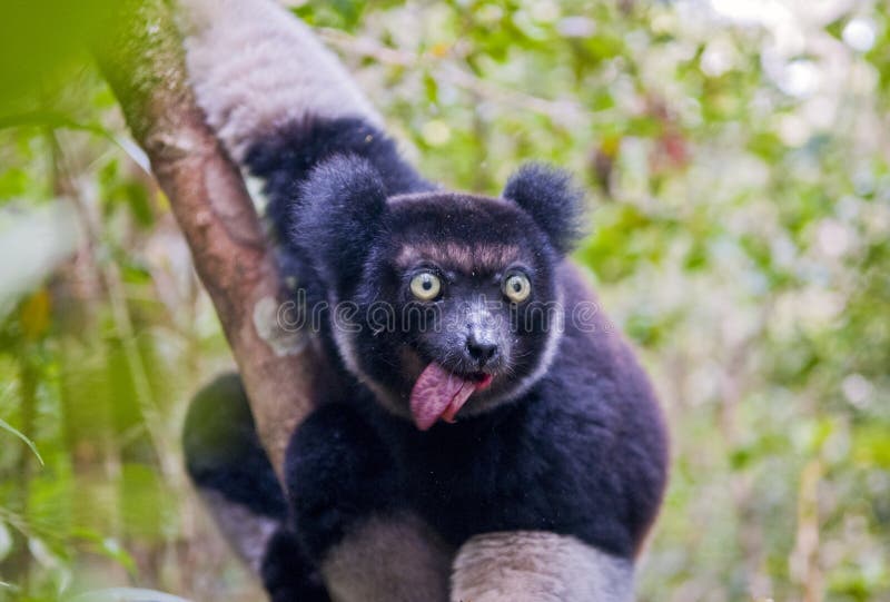 Indri, the Largest Lemur of Madagascar Stock Photo - Image of africa ...